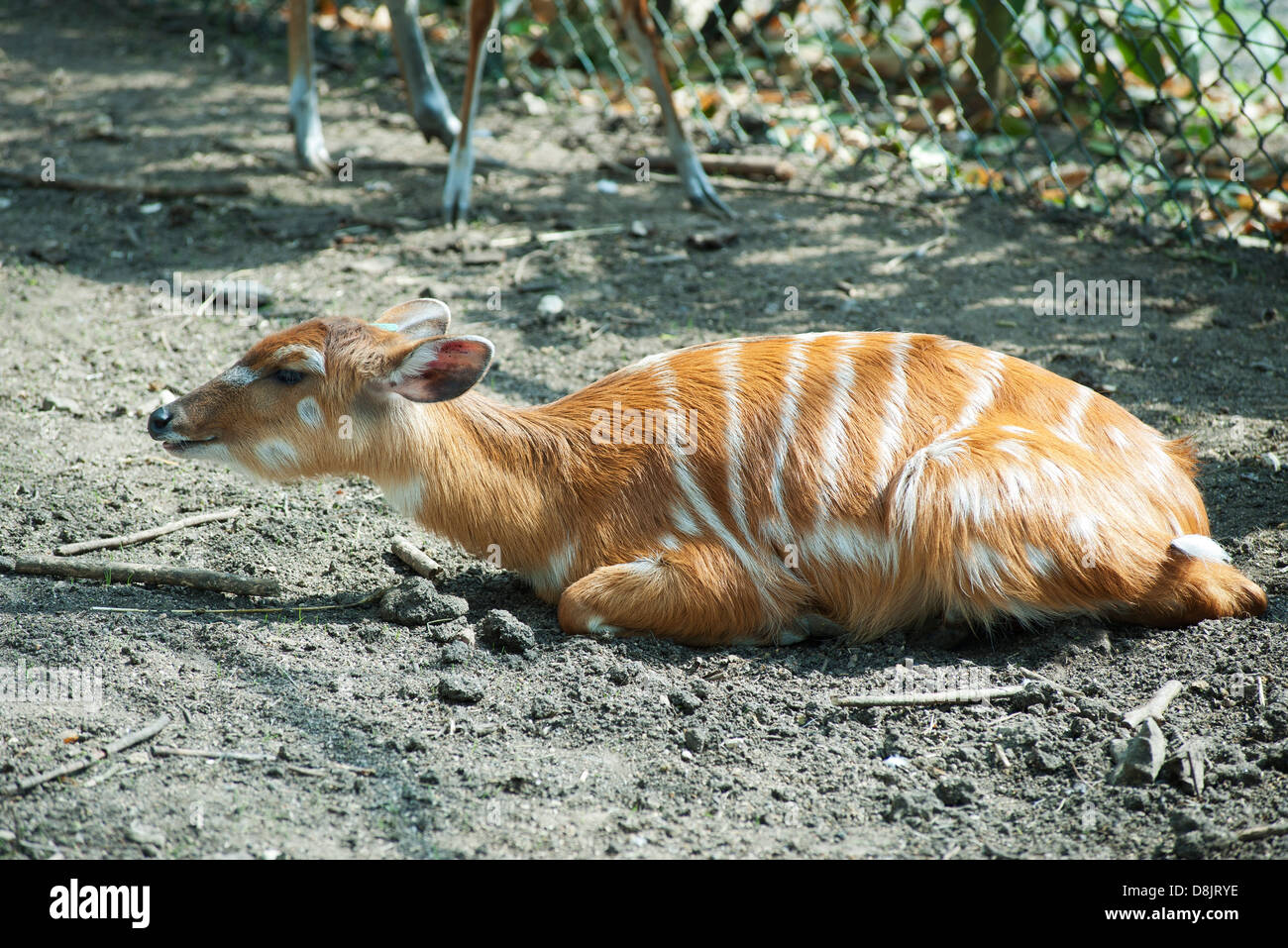 Sitatunga (Tragelaphus spekii Stock Photo - Alamy