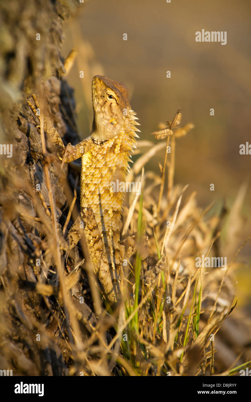 Indian garden lizard hi-res stock photography and images - Alamy