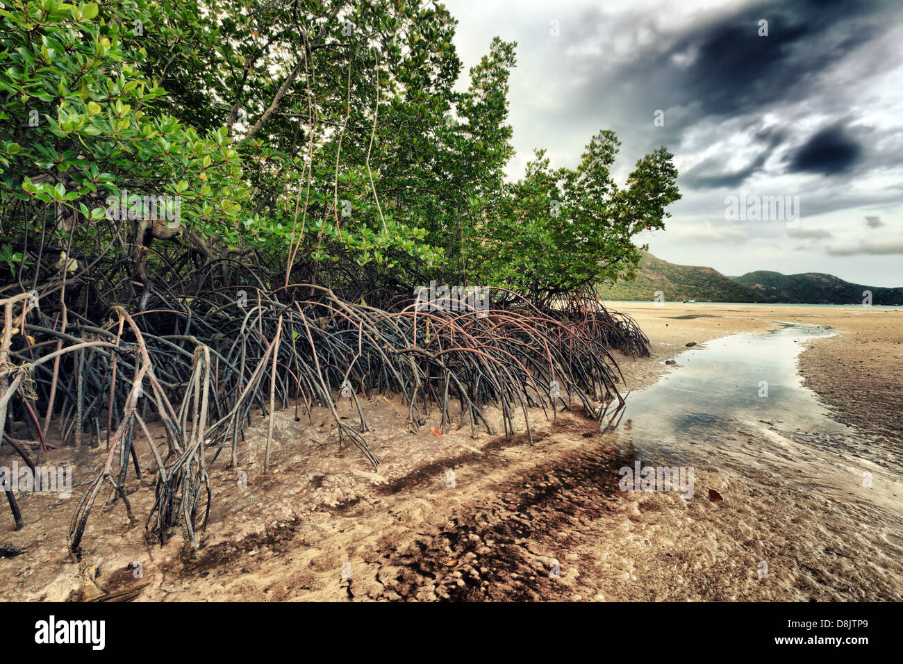 Mangroves dramatic hi-res stock photography and images - Alamy