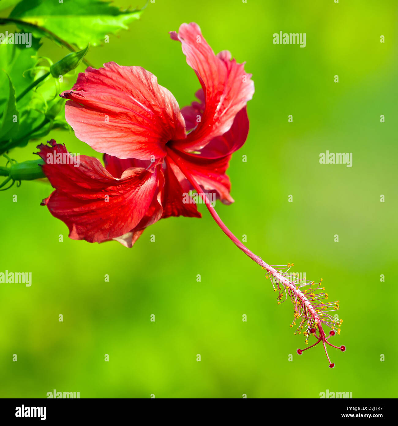 Red flower, Hibiscus rosa sinensis close-up Stock Photo - Alamy