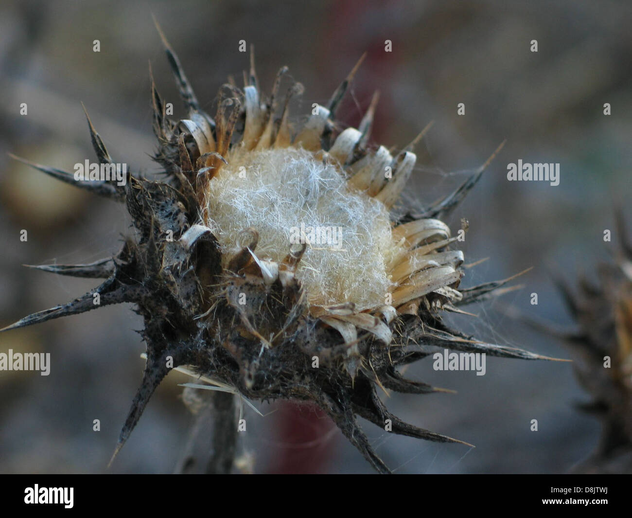 A dried dandelion plant being ground with a pestle, used in herbal ...