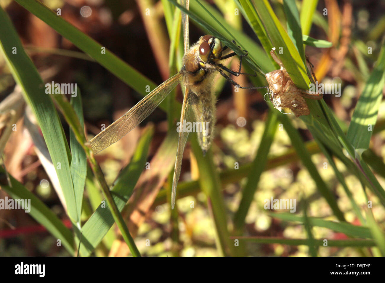 Four Spotted Chaser Dragonfly Stock Photo - Alamy