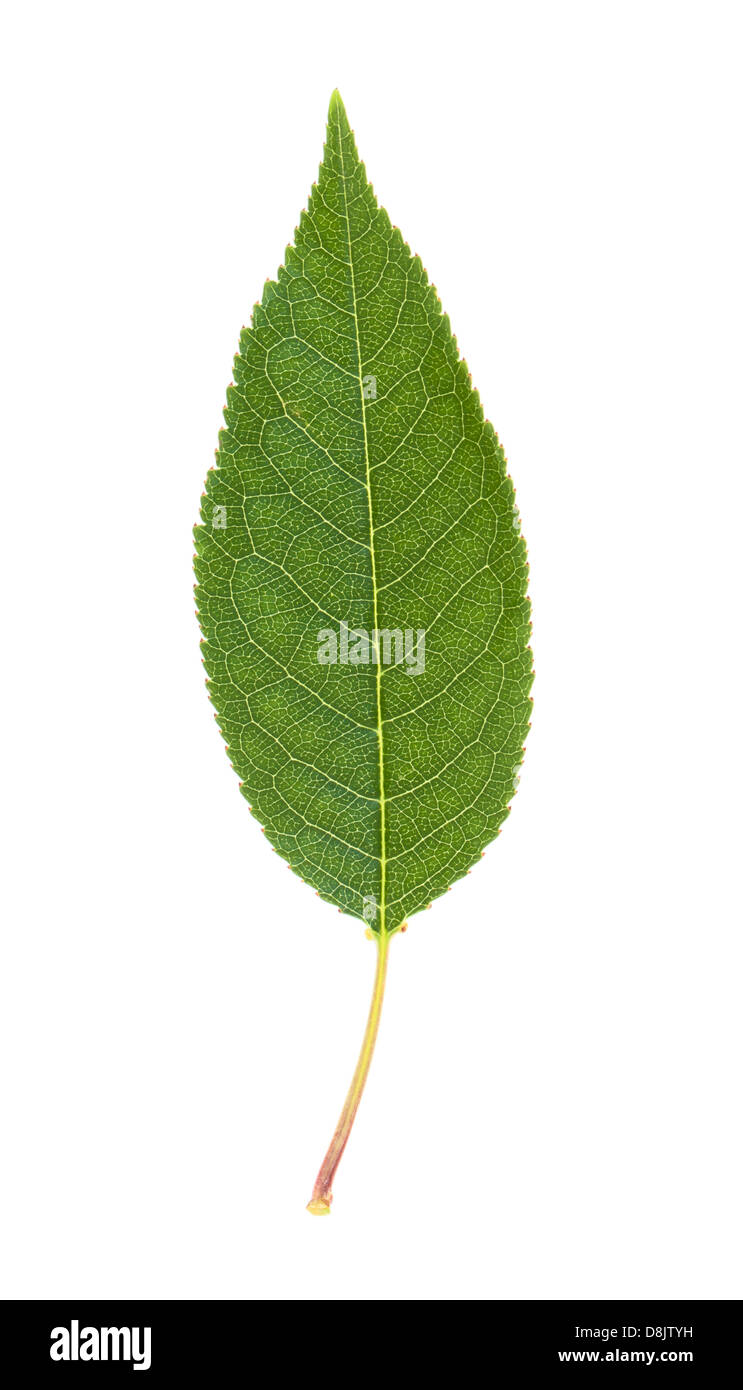 Cherry leaf isolated on white Stock Photo - Alamy