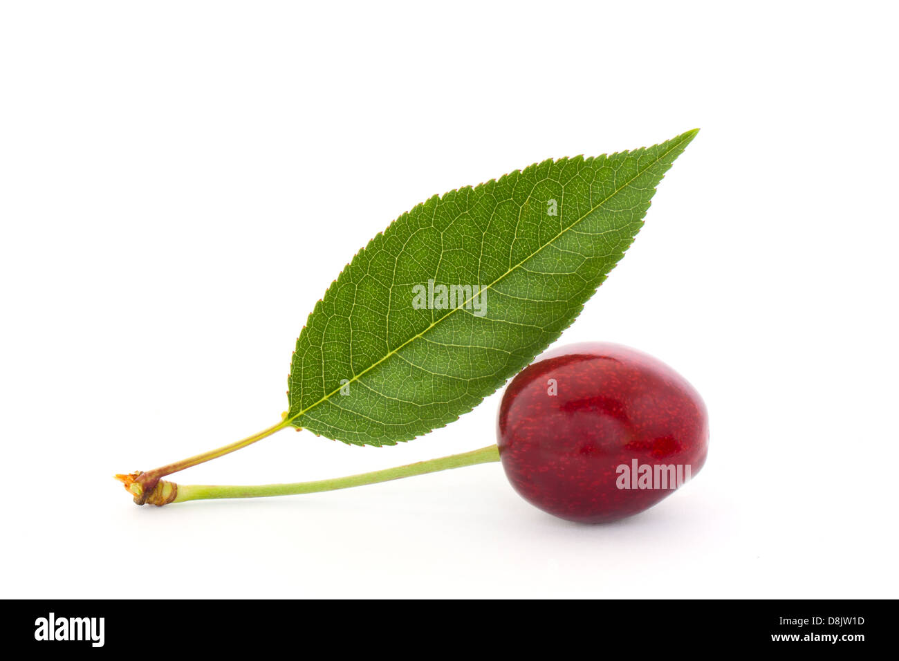 Sweet cherry isolated on white background Stock Photo - Alamy
