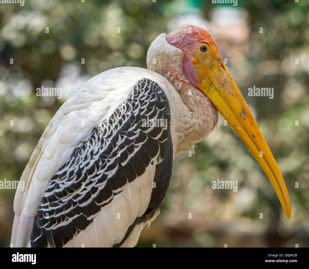 Baldheaded stork in Mysore Zoo, India Stock Photo - Alamy