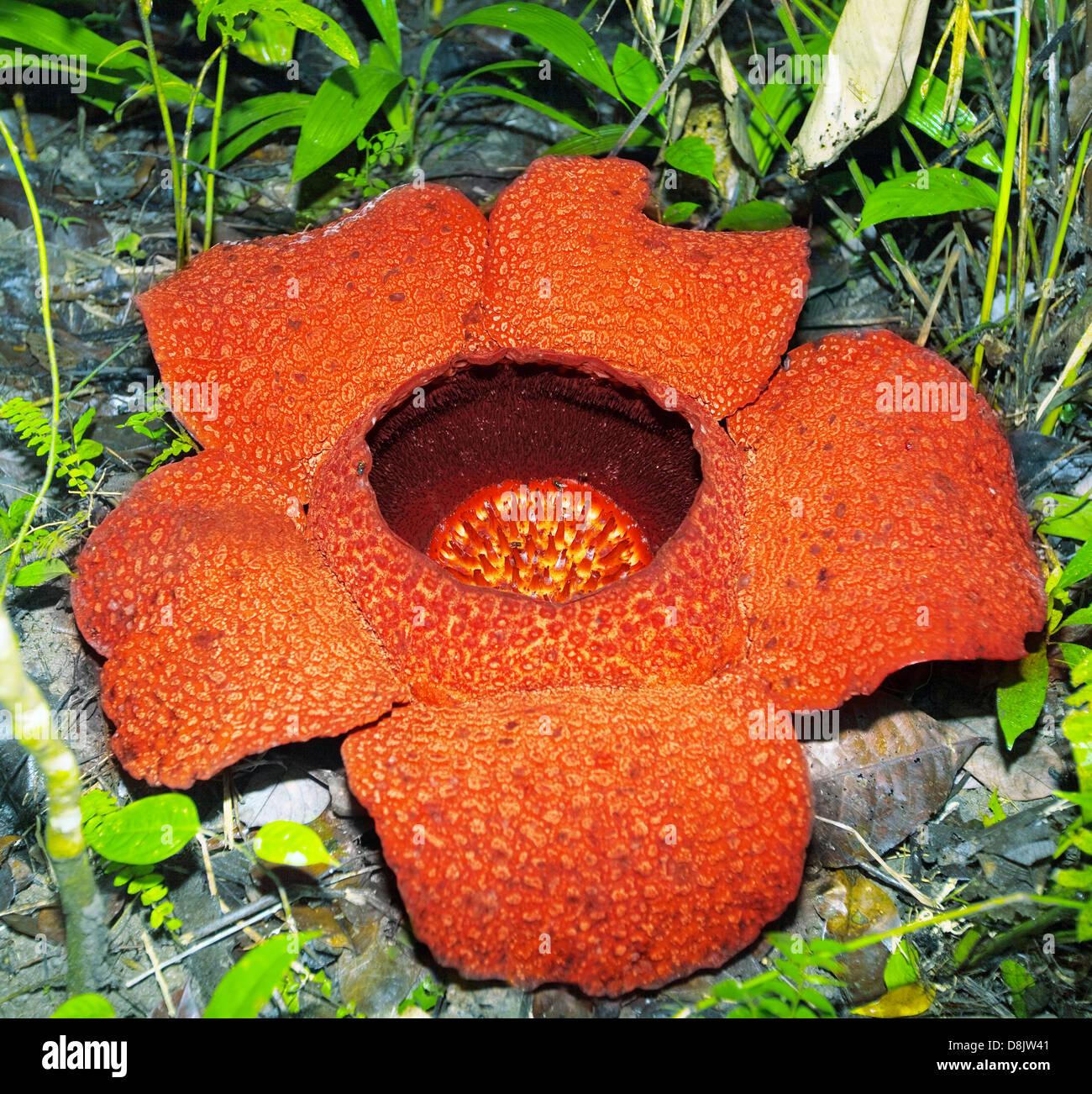 Rafflesia blossom hi-res stock photography and images - Alamy