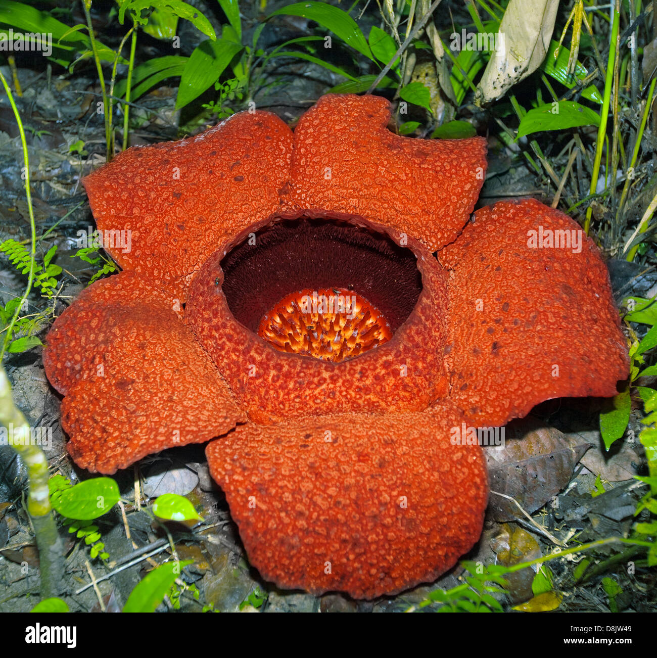 Rafflesia blossom hi-res stock photography and images - Alamy