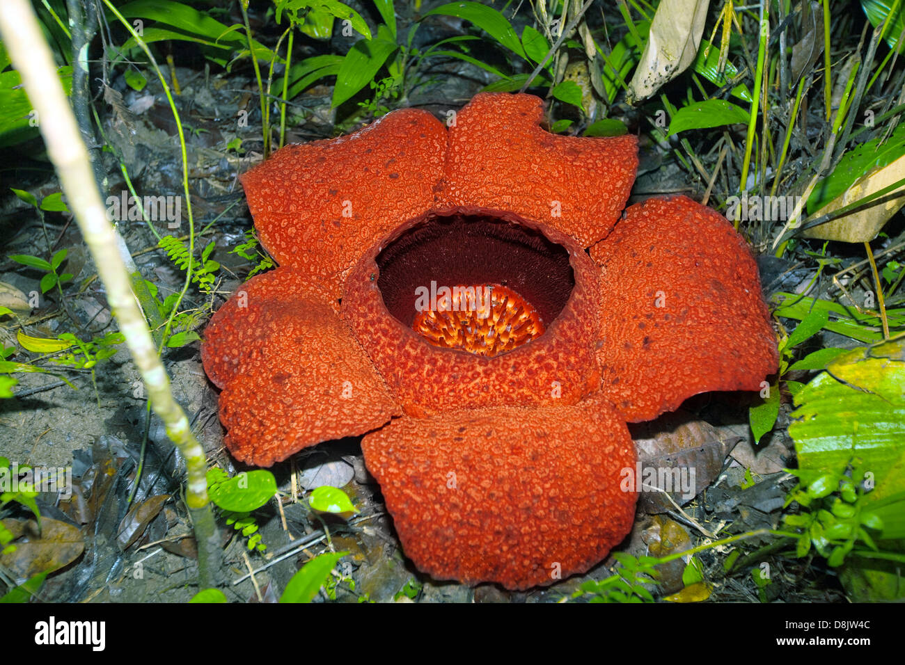 Rafflesia blossom hi-res stock photography and images - Alamy