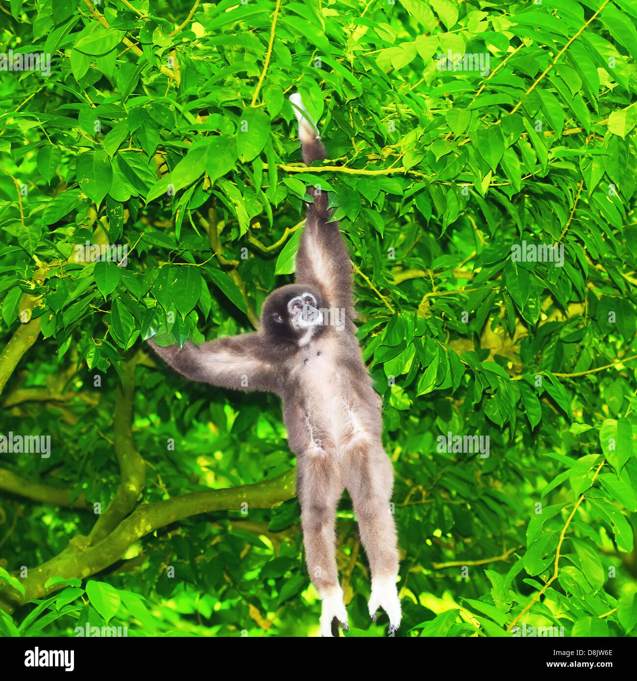 White handed monkey hi-res stock photography and images - Alamy