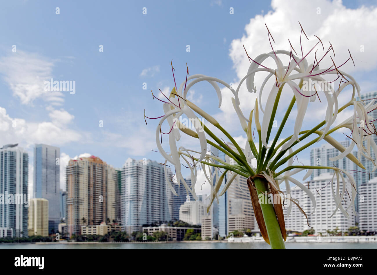 Brickell city tower hi-res stock photography and images - Alamy