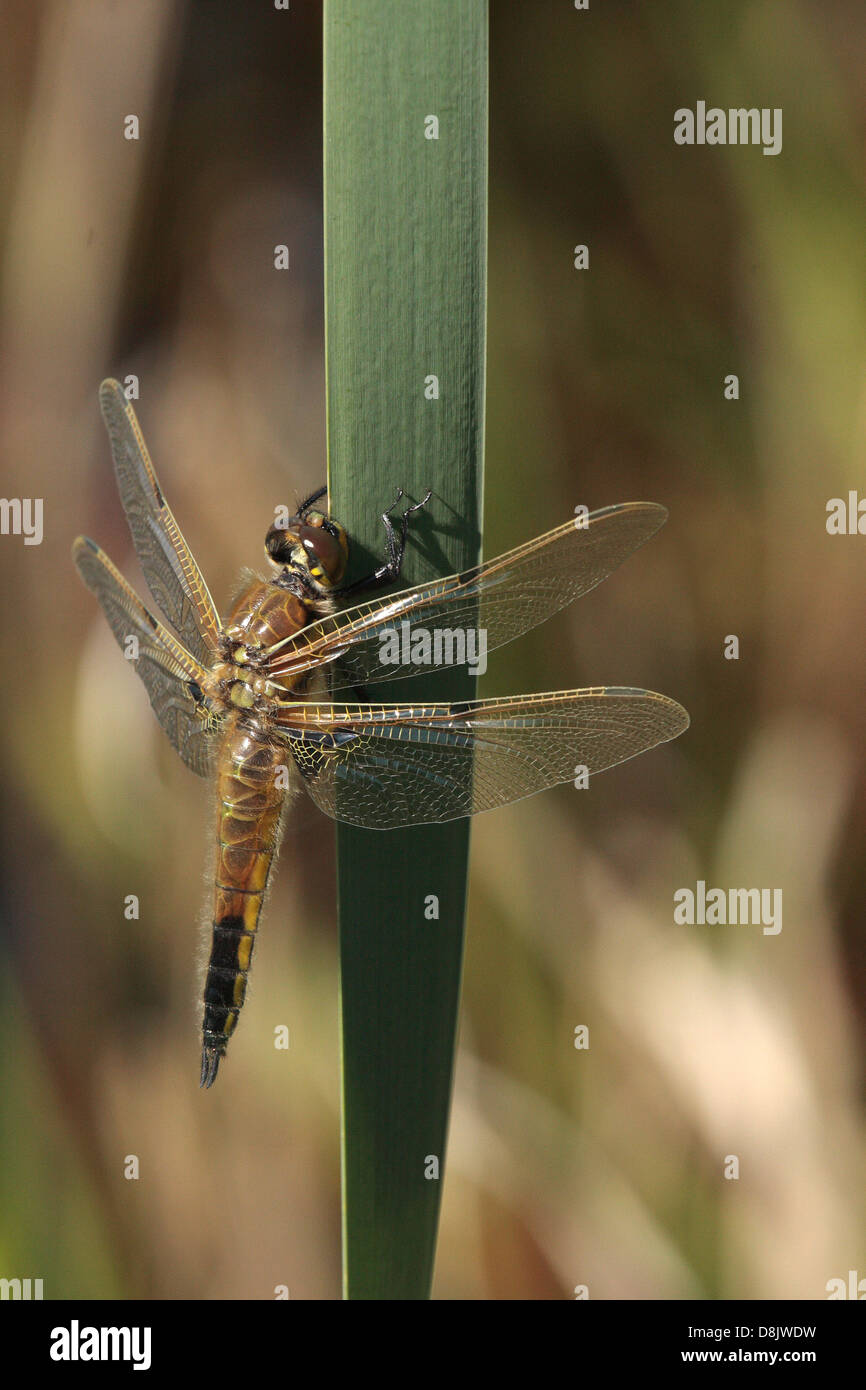 Four Spotted Chaser Dragonfly Stock Photo - Alamy
