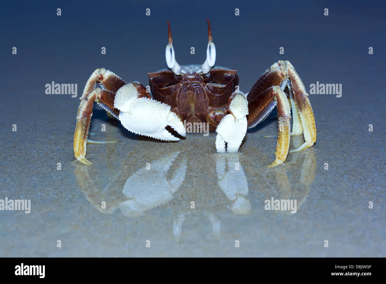 Crab on the tropical beach Stock Photo - Alamy