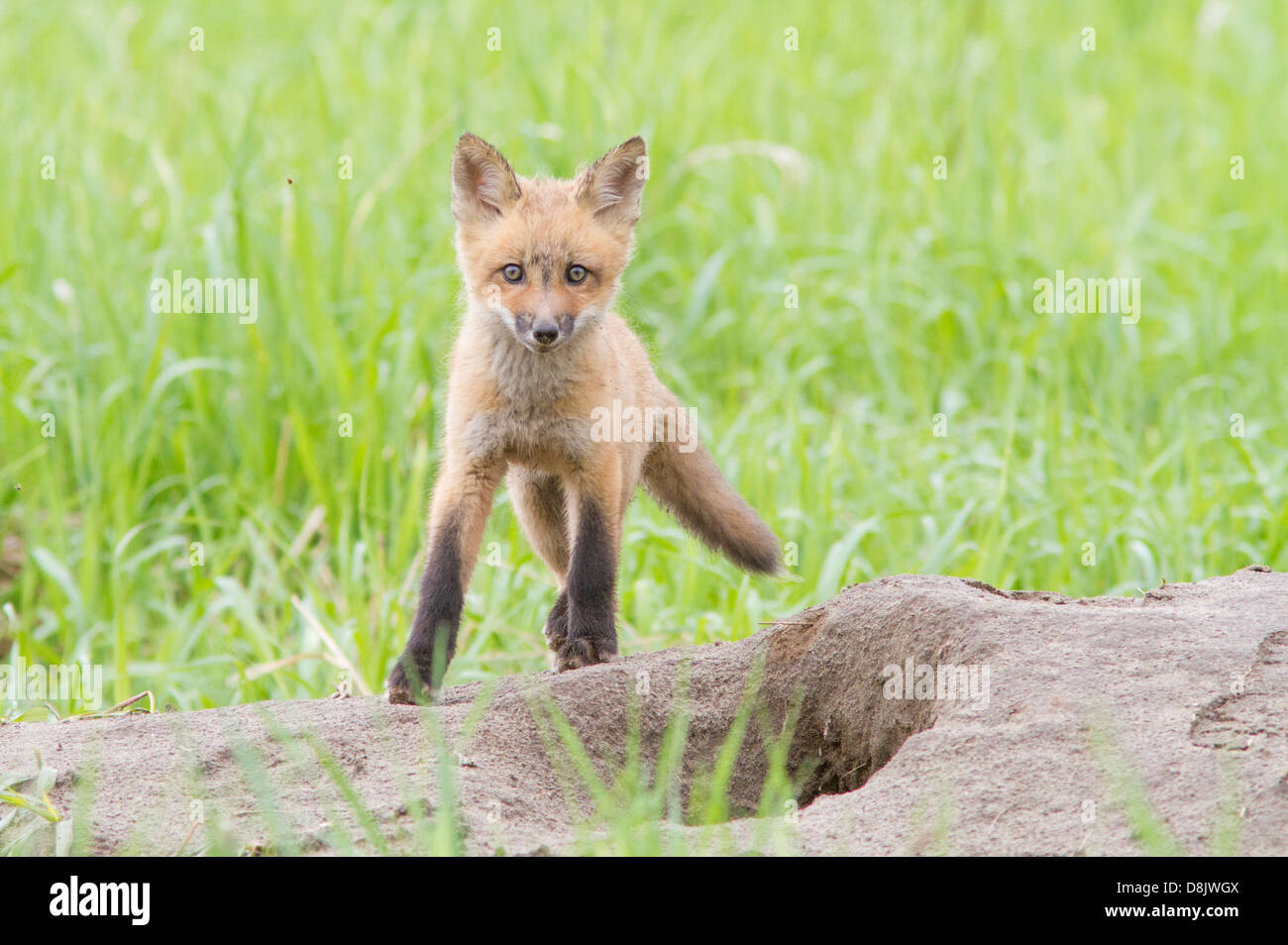 Curious Red fox cub (Vulpes vulpes Stock Photo - Alamy