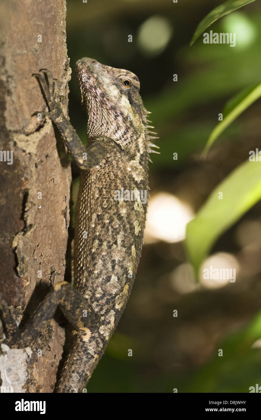 Lizard on the tree Stock Photo - Alamy