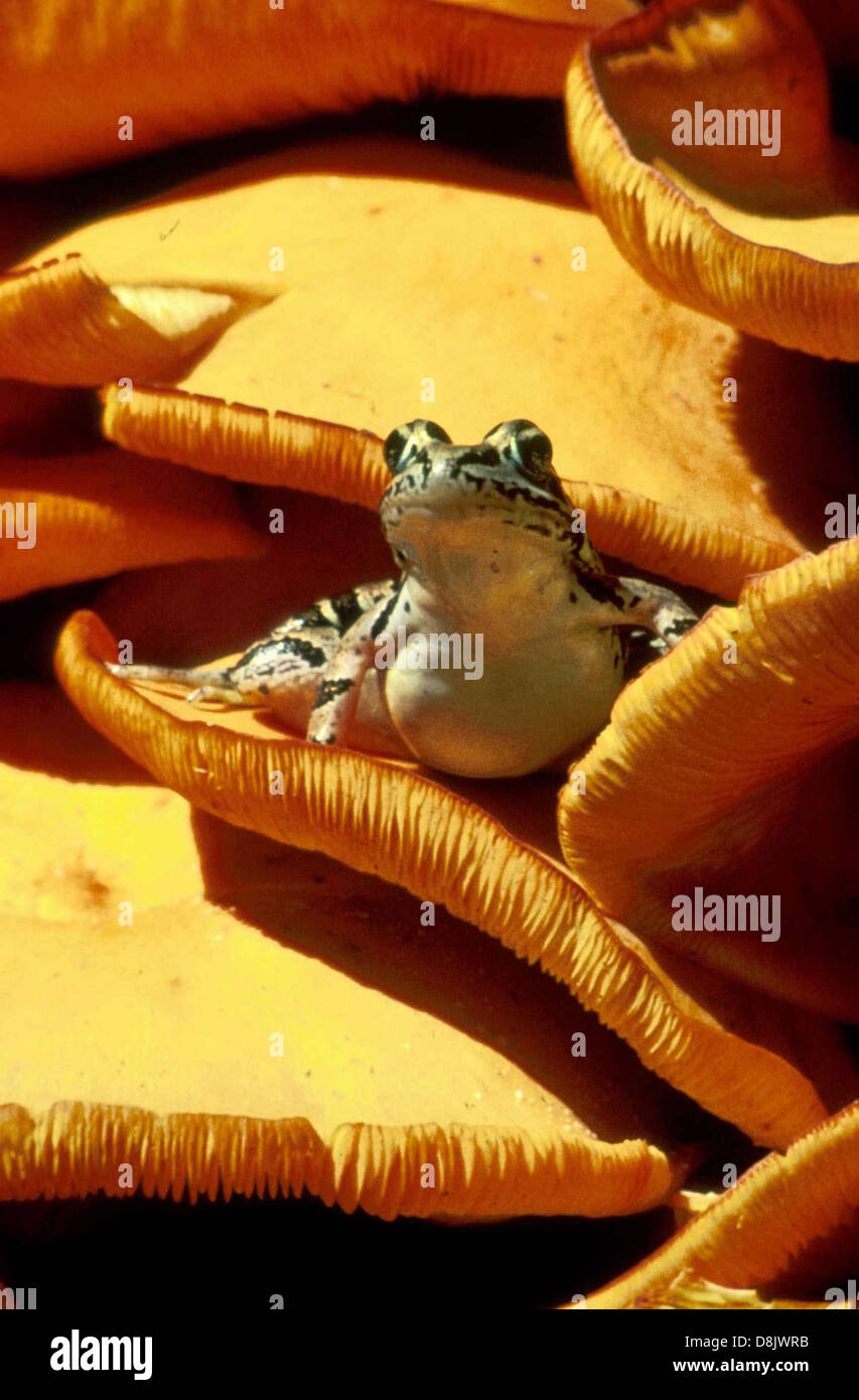 Pickerel frog rana palustris hi-res stock photography and images - Alamy