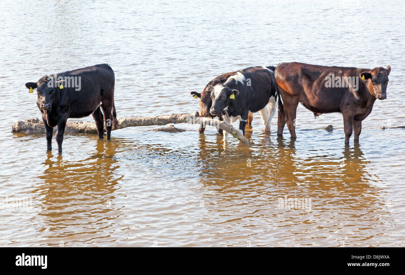 River bathing cow hi-res stock photography and images - Alamy