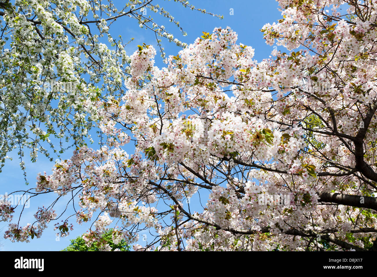 Seasons growth hi-res stock photography and images - Alamy
