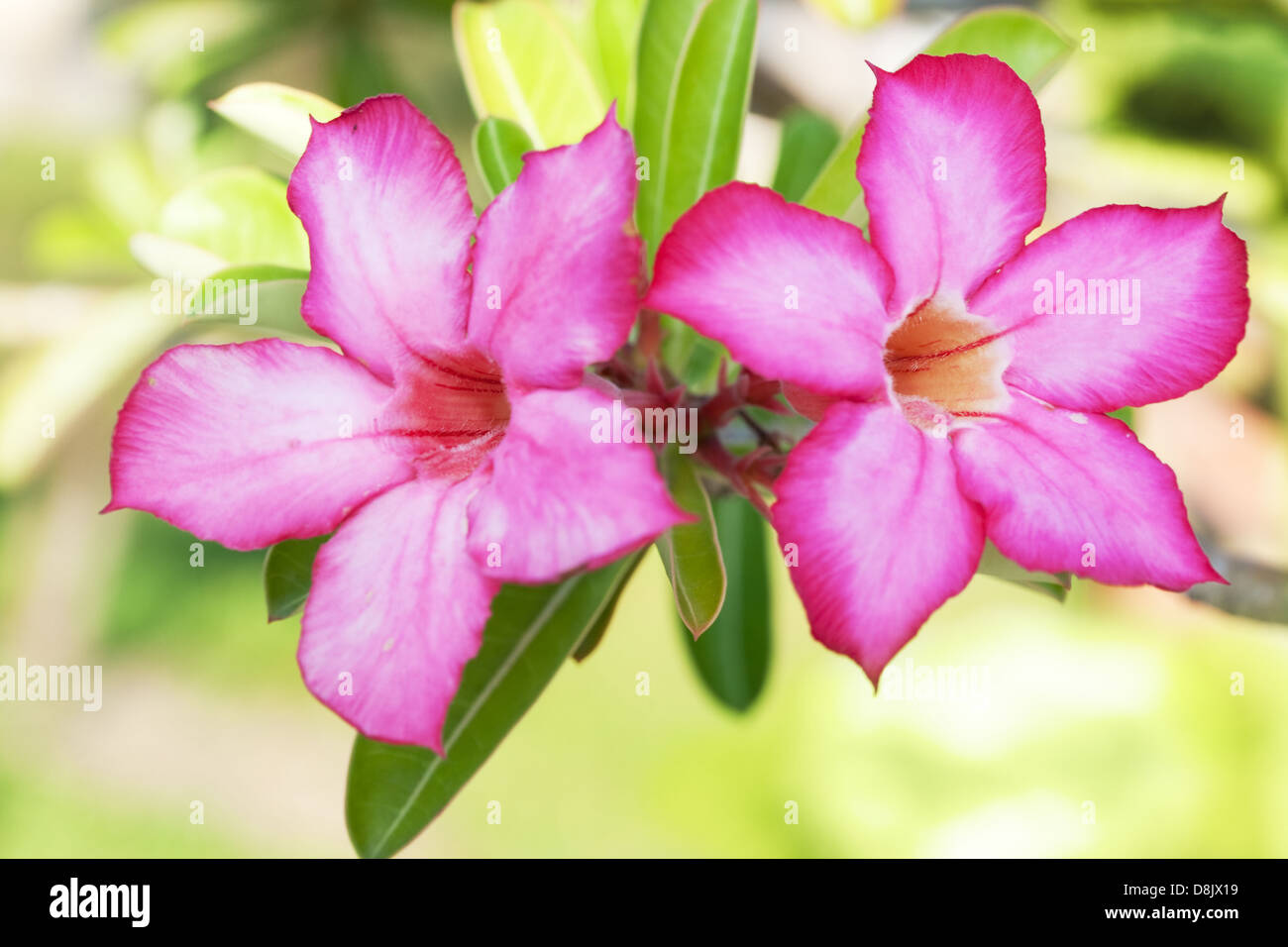 Floral background. Desert rose Stock Photo - Alamy