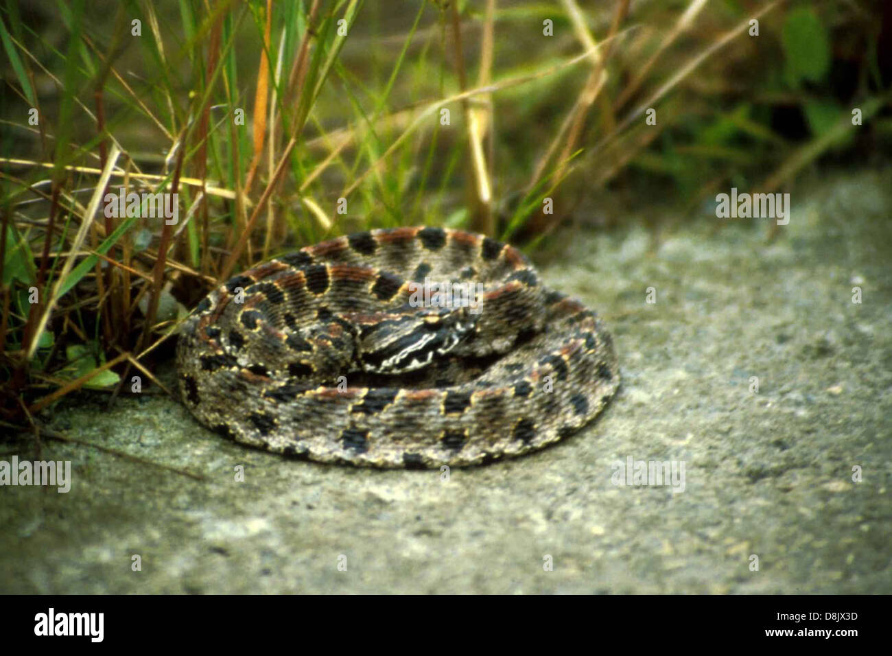 Small rattlesnake hi-res stock photography and images - Alamy