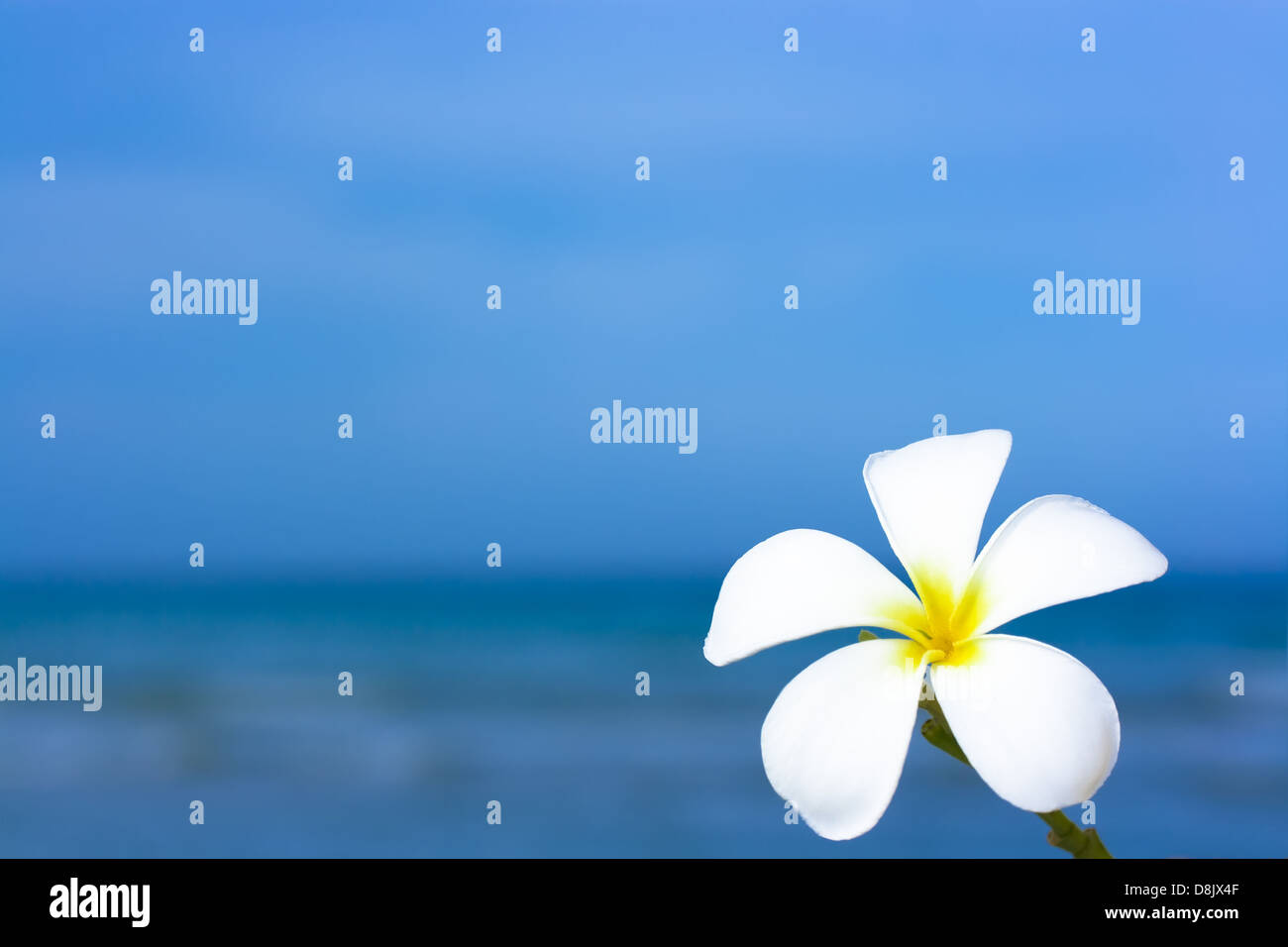 Plumeria alba flower Stock Photo - Alamy