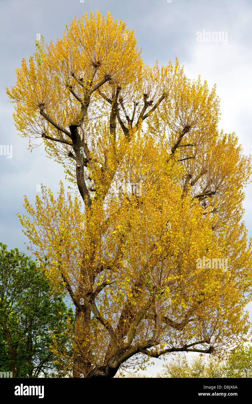 Trees Wandsworth Common London UK Stock Photo - Alamy