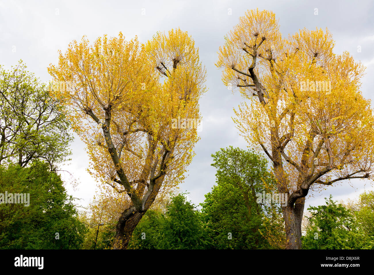 London trees garden hi-res stock photography and images - Alamy