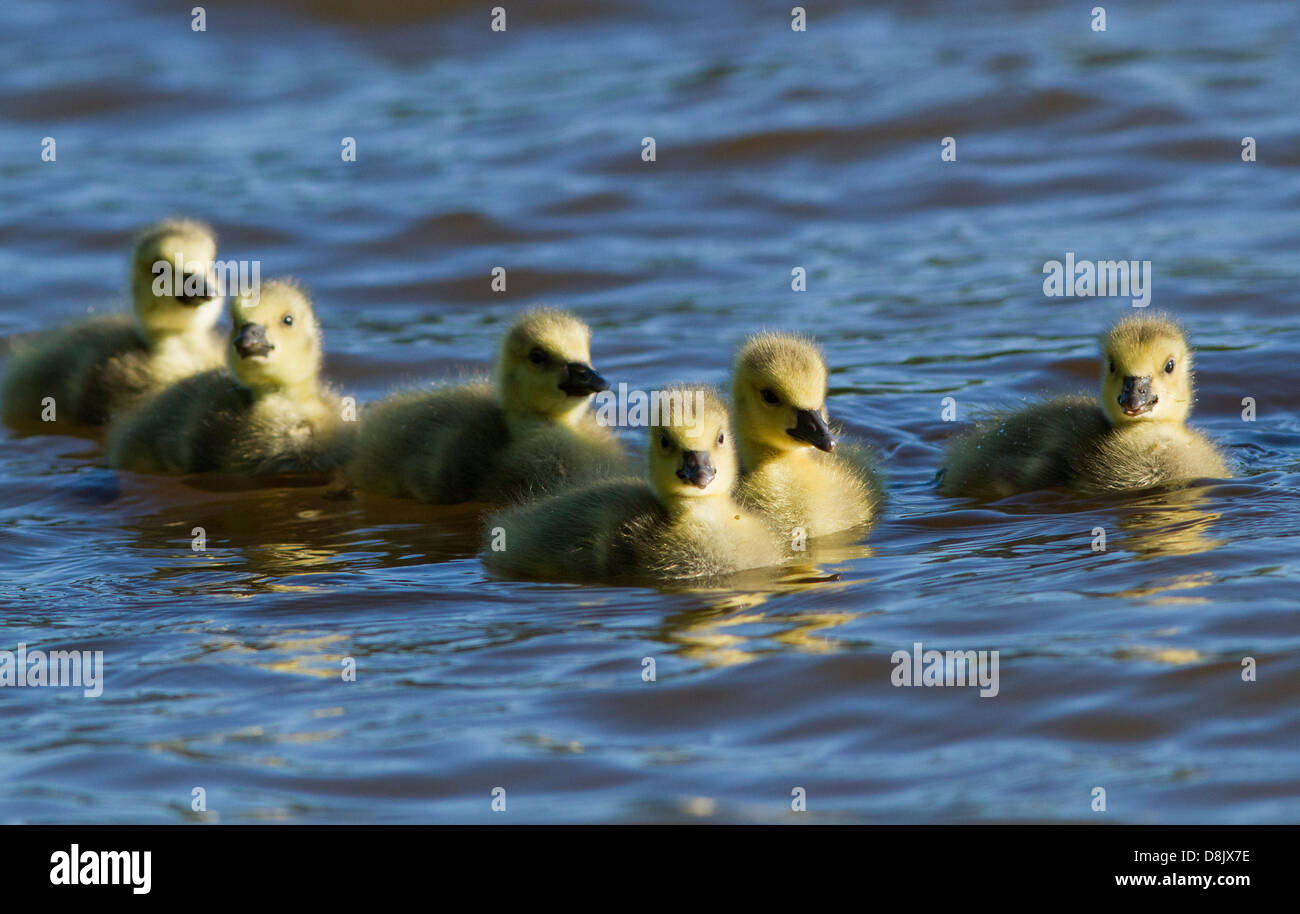 Gosling flower hi-res stock photography and images - Alamy