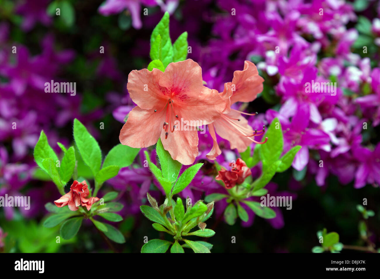 Azaleas Flowers Isabella Plantation Richmond Park Surrey UK Stock Photo ...