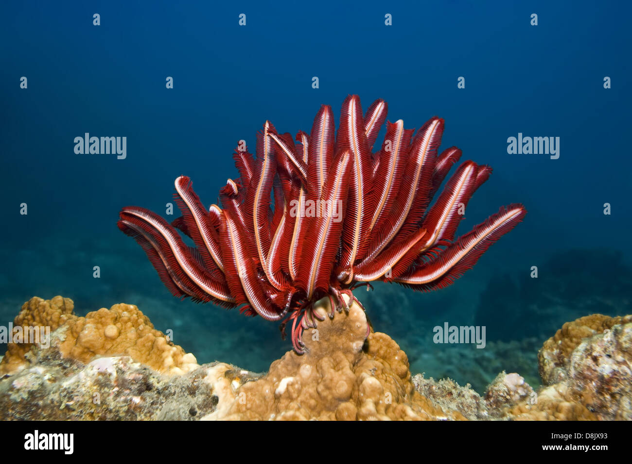 Purple star coral hi-res stock photography and images - Alamy