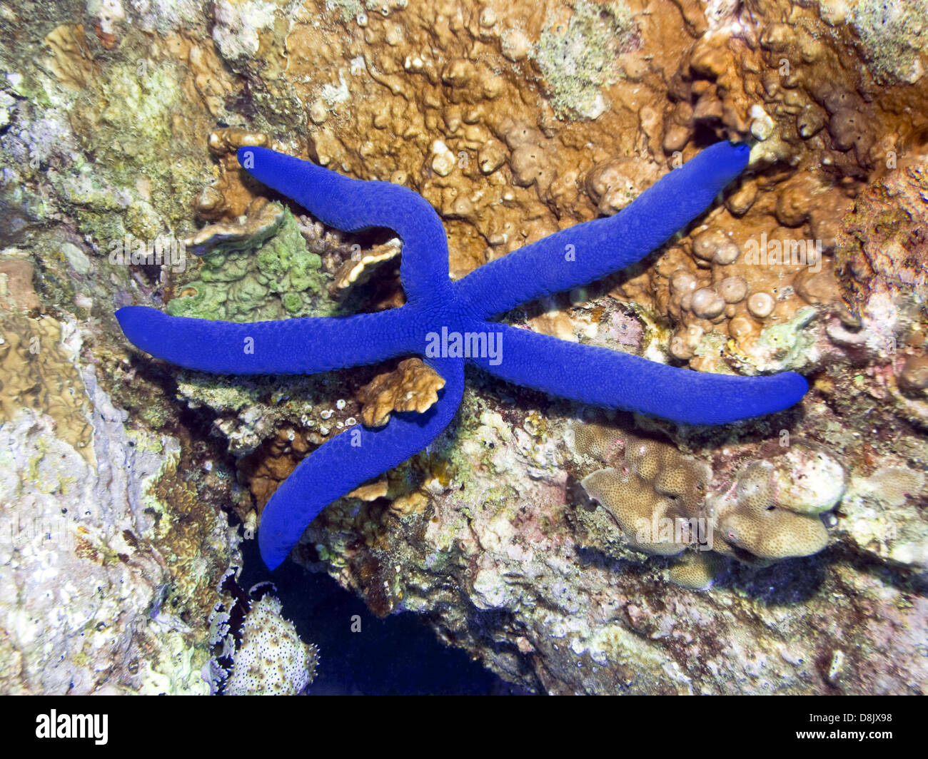 Indian starfish hi-res stock photography and images - Alamy
