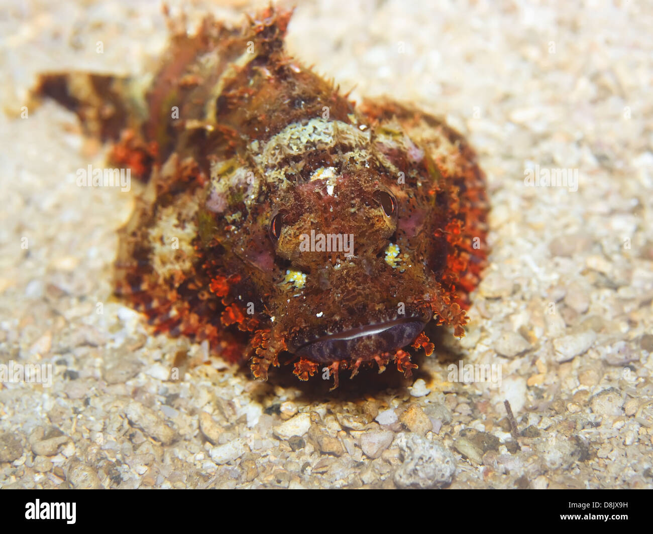 Tropical fish scorpionfish Stock Photo - Alamy