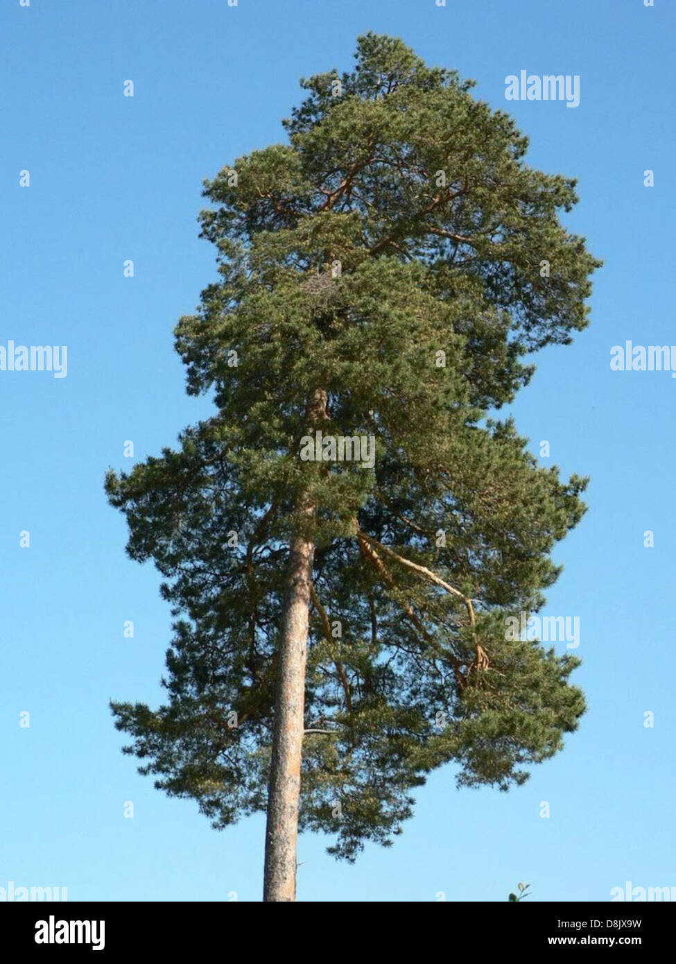 A tall pine tree stands in a forest, with its characteristic needle ...