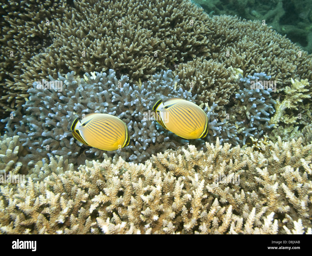 Underwater landscape. Butterflyfishes Stock Photo - Alamy
