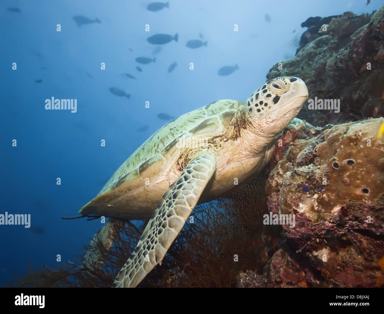 Green turtle underwater Stock Photo - Alamy