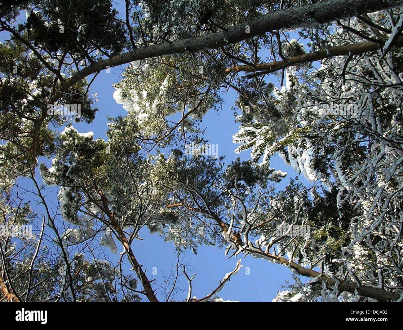 Pine trees stand tall, their branches heavy with snow in a serene ...