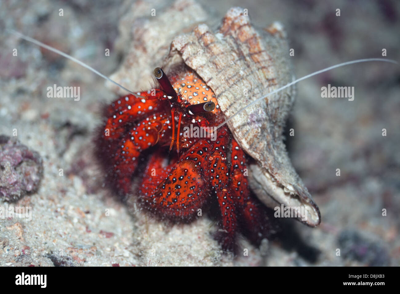 Crab in shell Stock Photo - Alamy