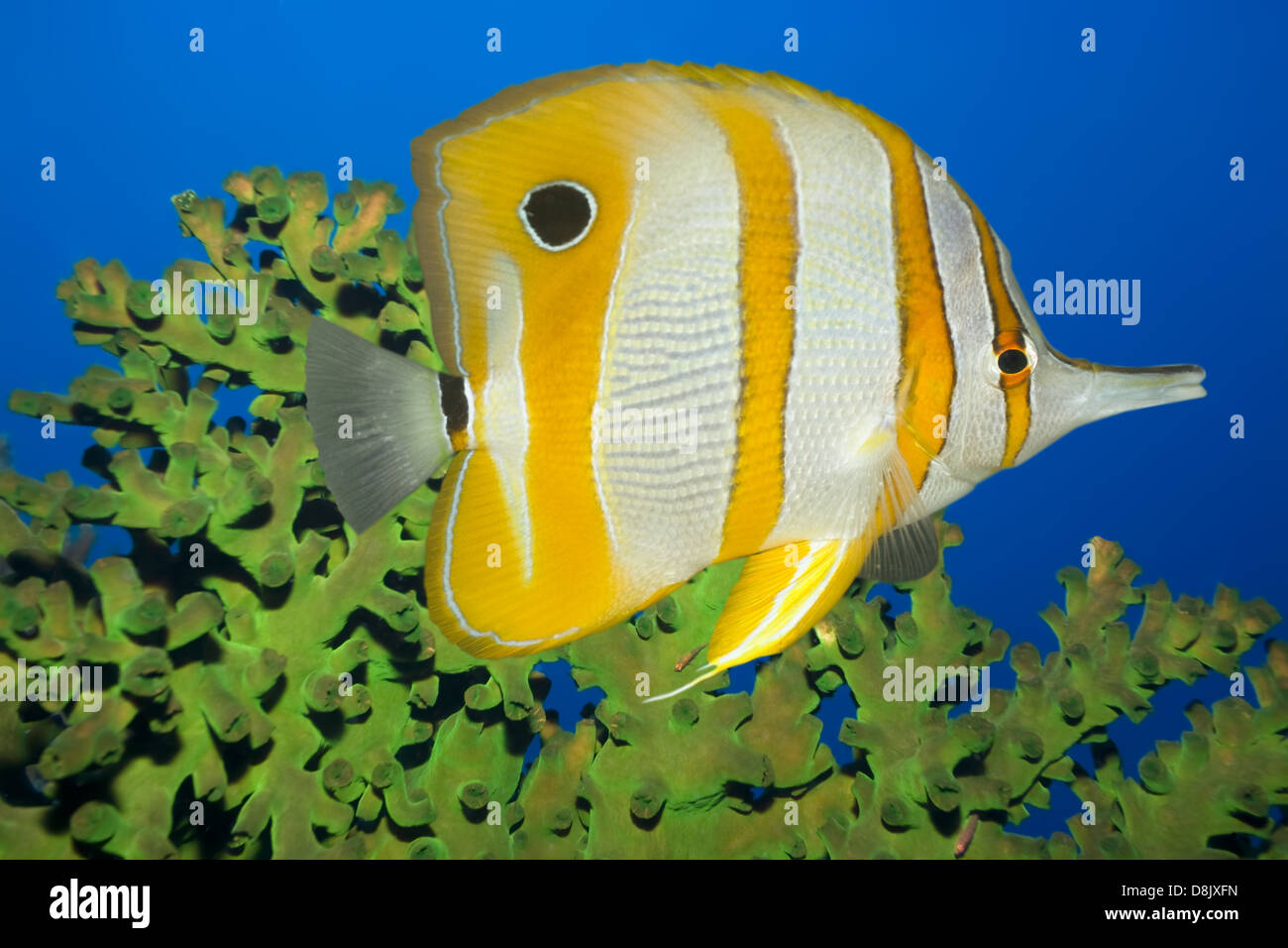 Tropical fish Butterflyfish Stock Photo - Alamy