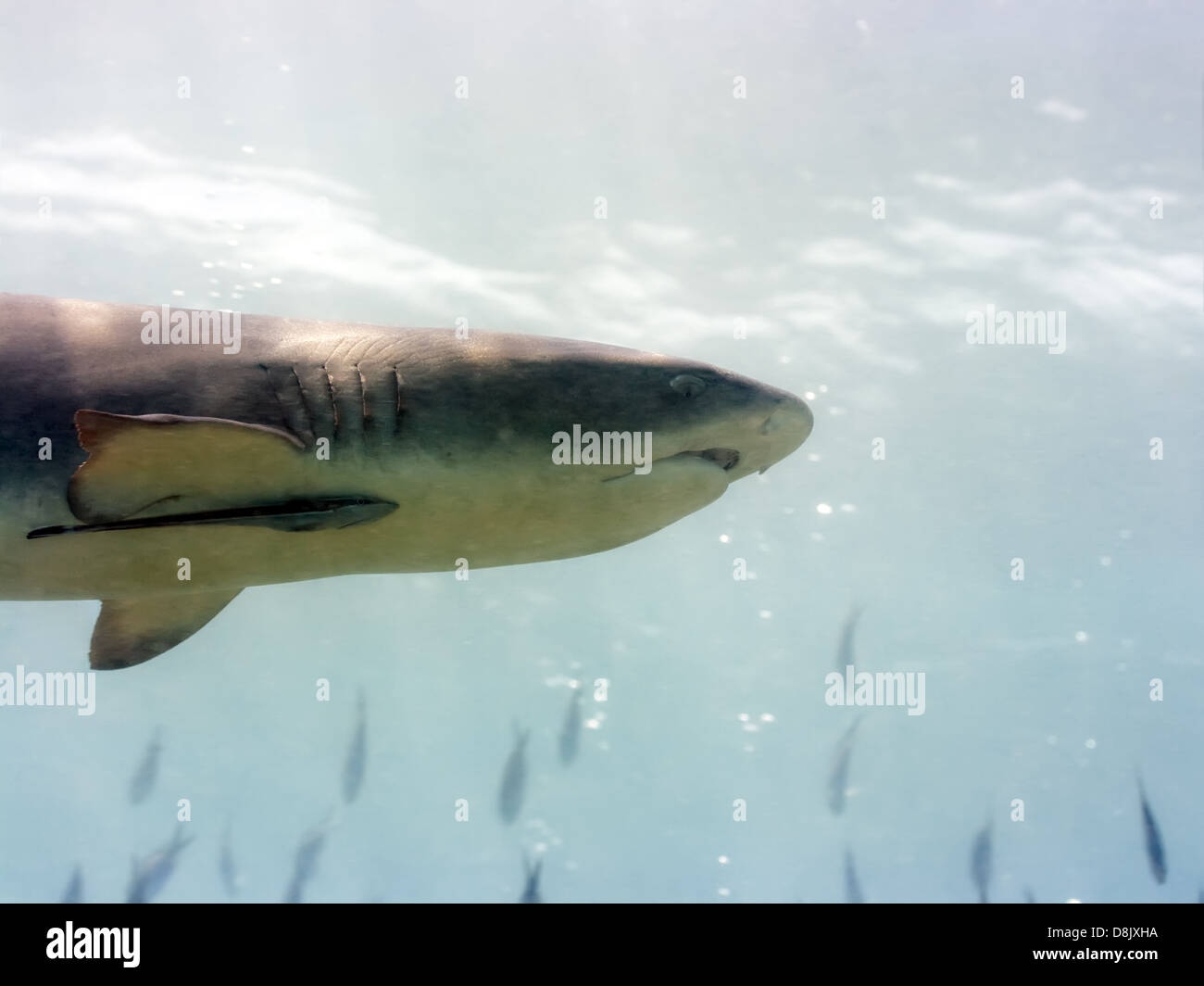 Close up shark fins hi-res stock photography and images - Alamy