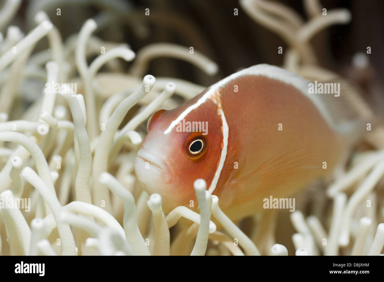 Tropical fish pink hi-res stock photography and images - Alamy