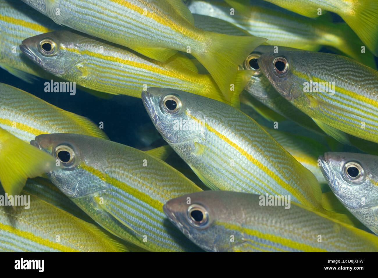 Yellow goat hi-res stock photography and images - Alamy