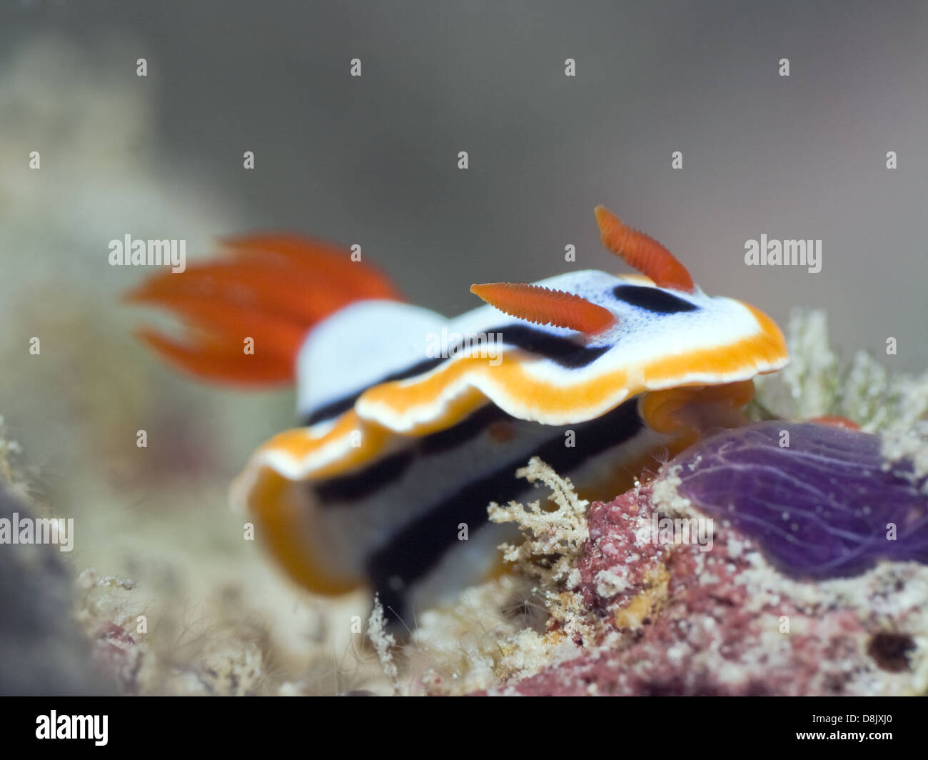 Nudibranch underwater hi-res stock photography and images - Alamy