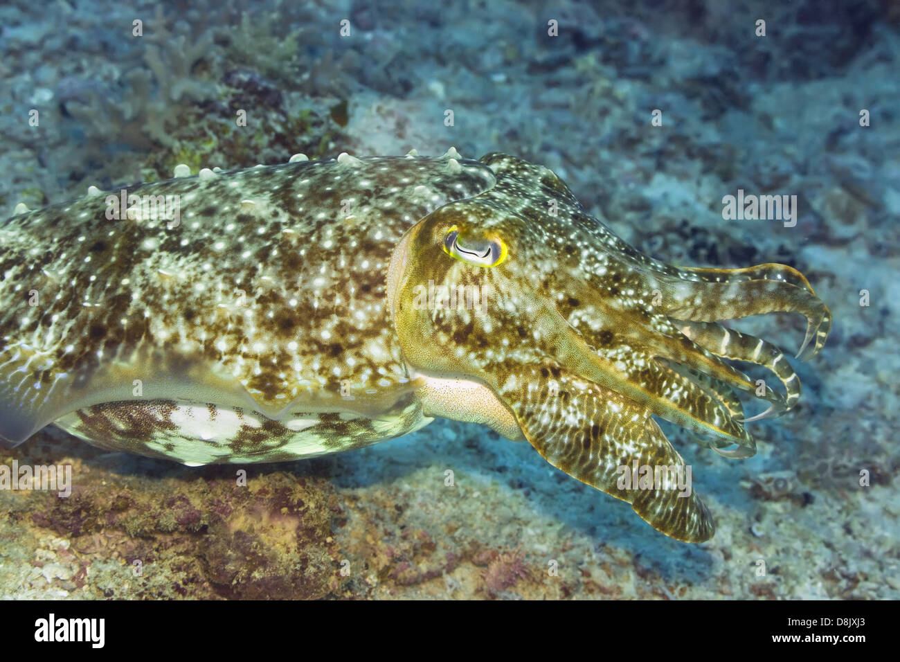 Close up of cuttlefish underwater hi-res stock photography and images ...