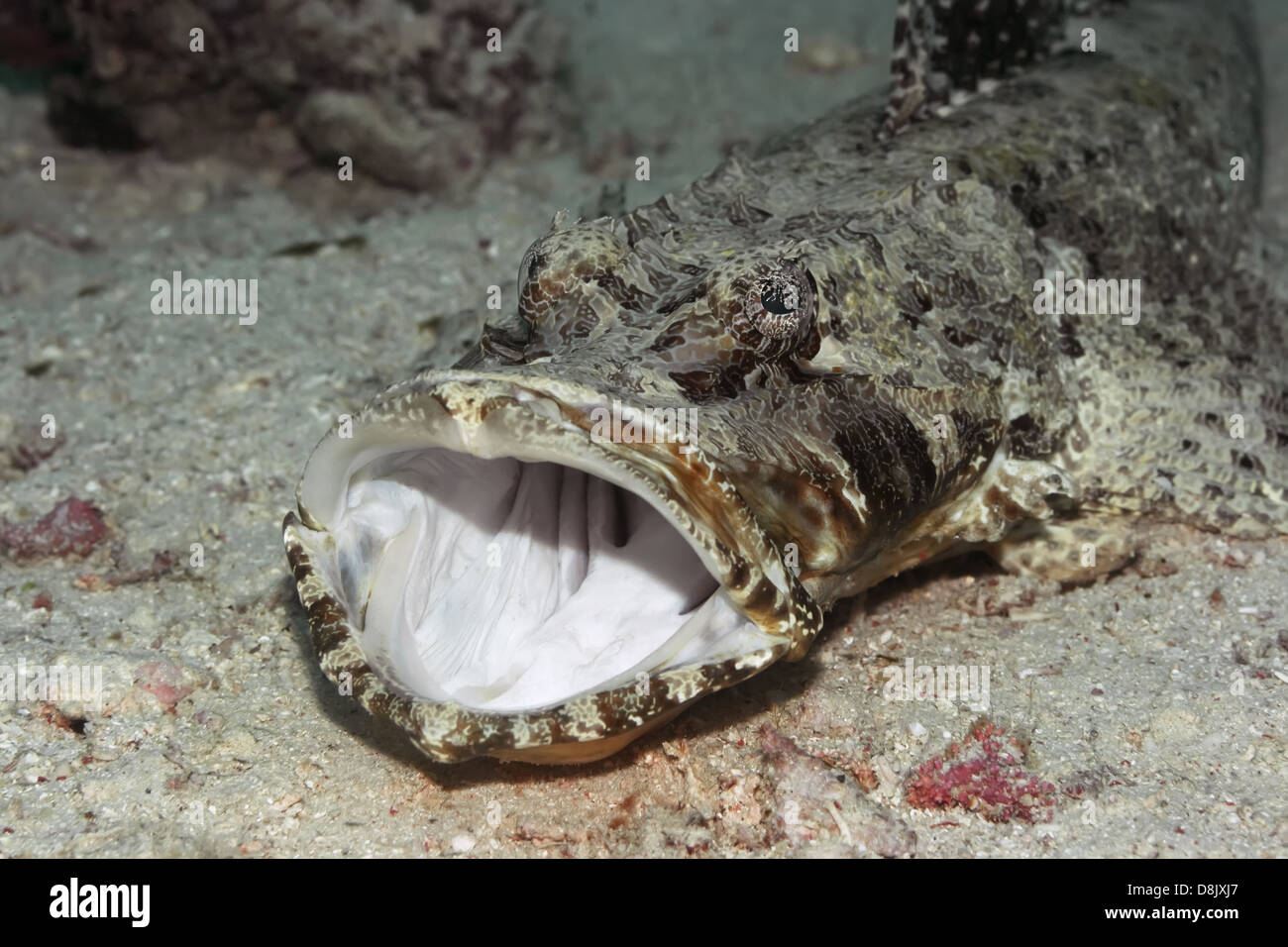 Tropical fish crocodile-fish Stock Photo - Alamy