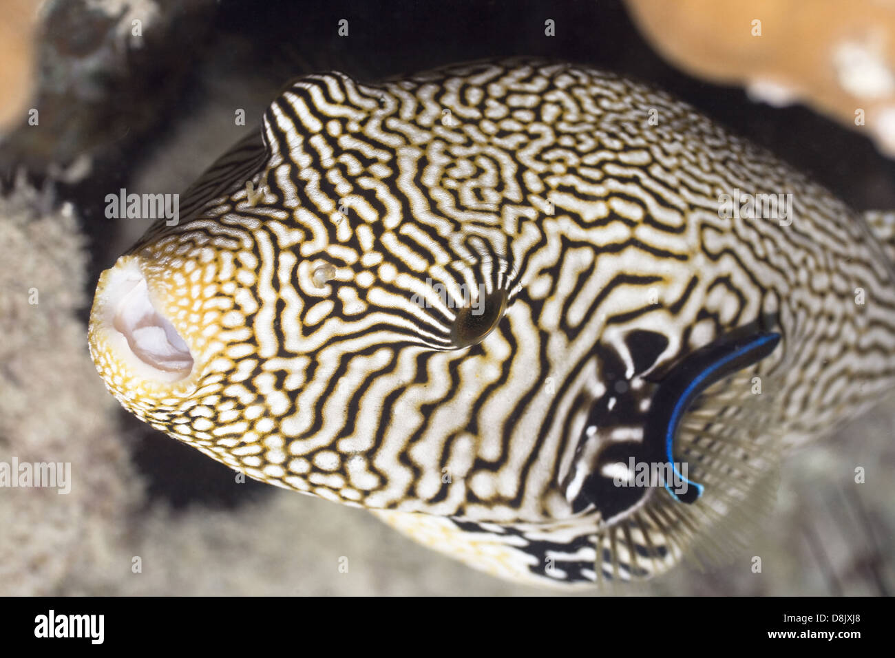 Tropecal fish pufferfish Stock Photo - Alamy