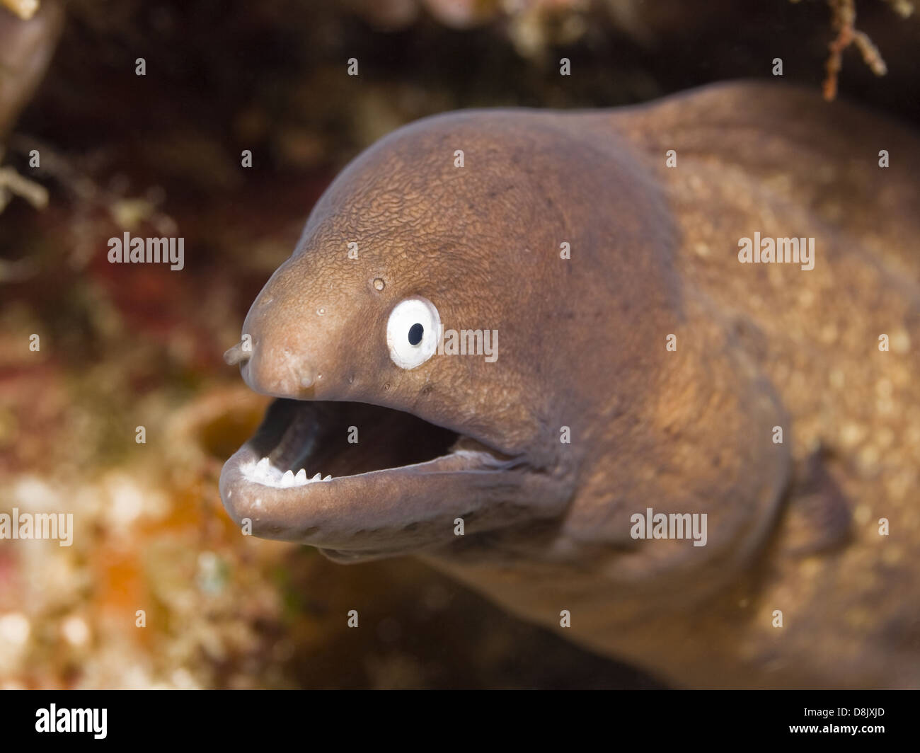 Moray Eel Eyes High Resolution Stock Photography and Images - Alamy