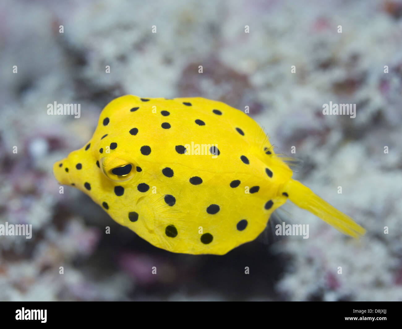 Boxfish swimming hi-res stock photography and images - Alamy