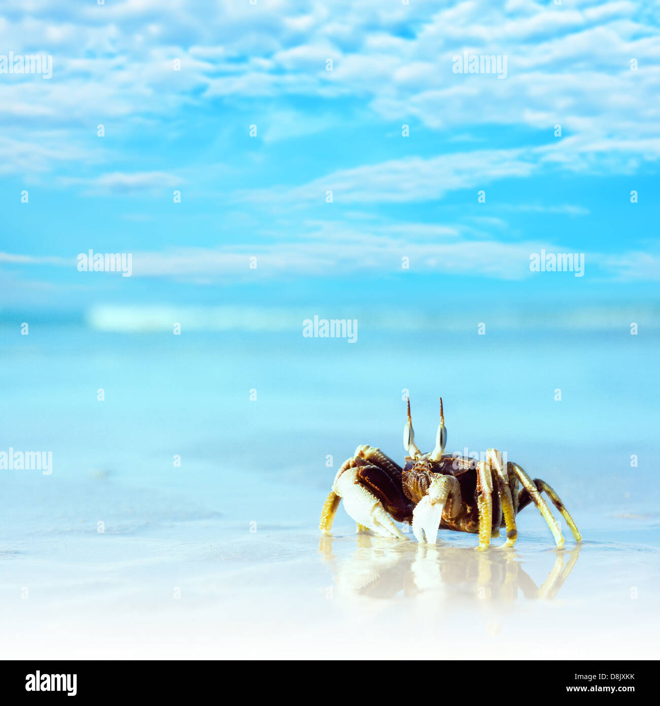 Crab on the tropical beach Stock Photo - Alamy