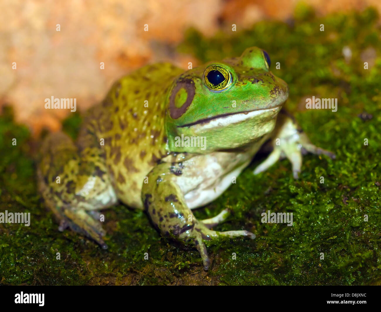 Bullfrog tropical hi-res stock photography and images - Alamy