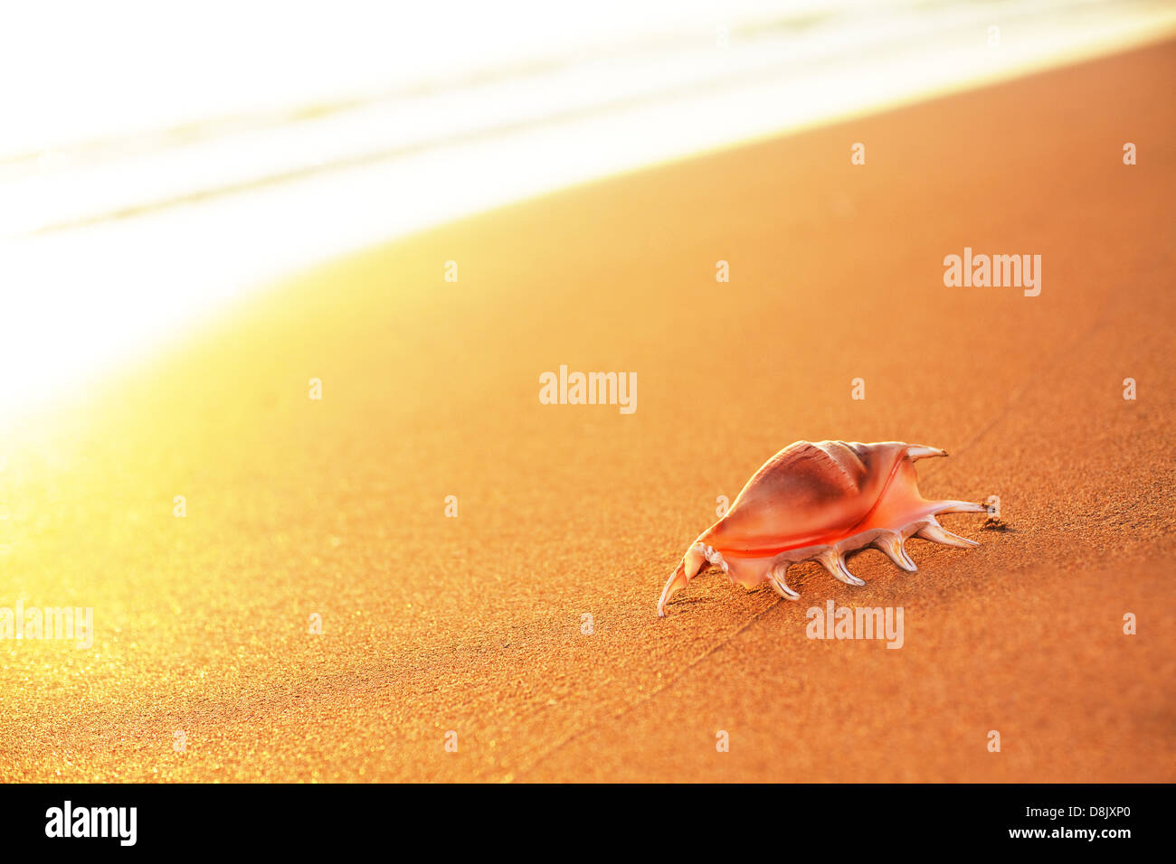 Seashell on the beach Stock Photo - Alamy