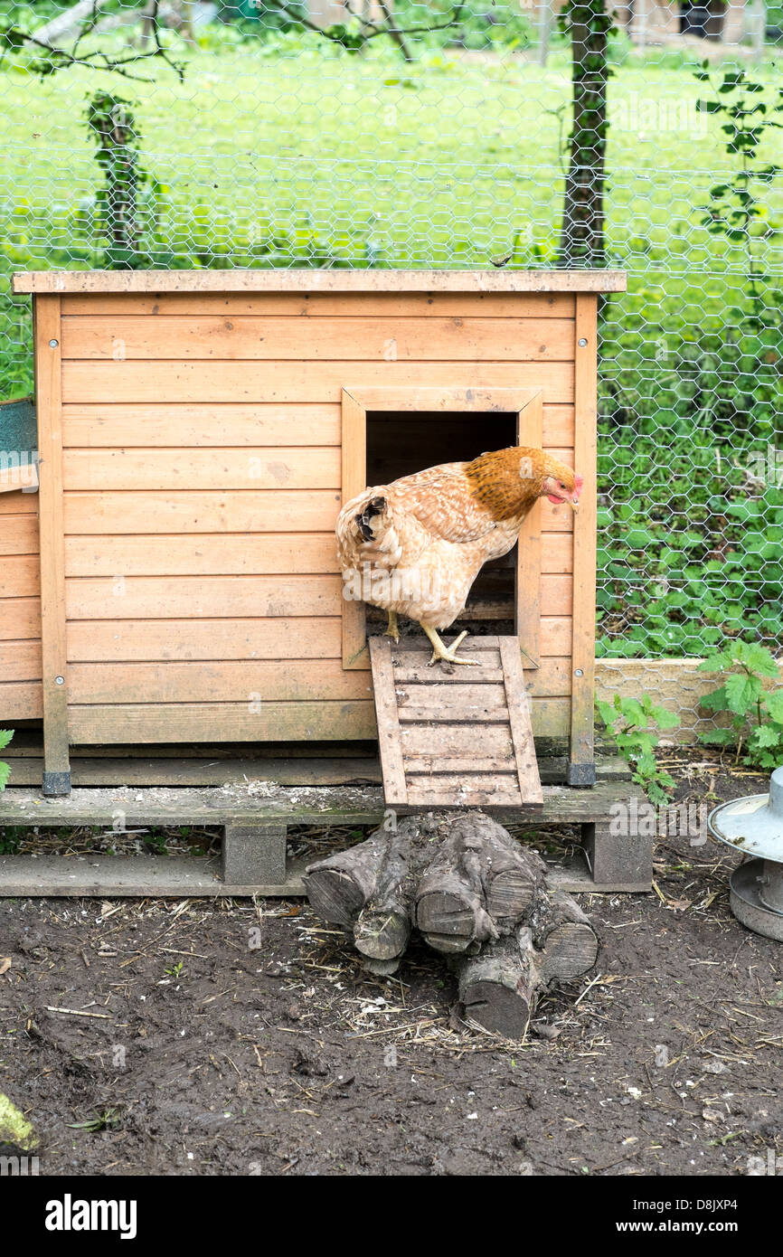 Chicken at the entrance to a chicken coup Stock Photo - Alamy